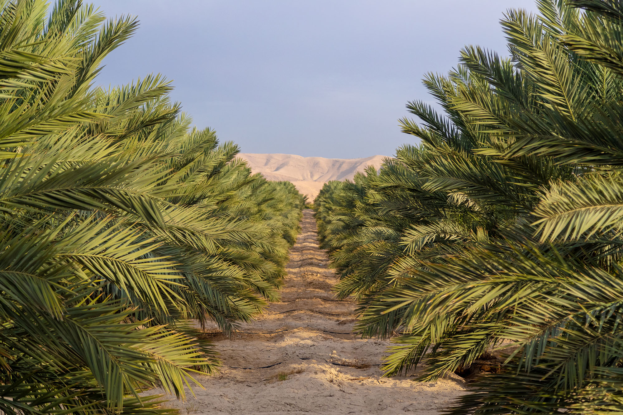 News - Medjool Village | Perfected By Nature